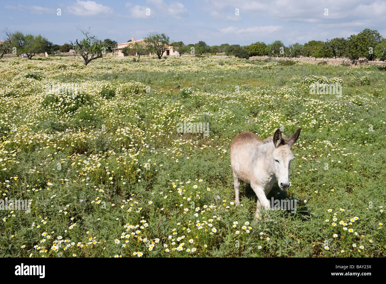 Finca blumen -Fotos und -Bildmaterial in hoher Auflösung – Alamy
