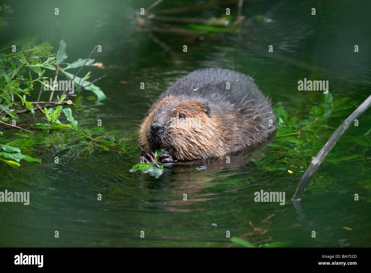 Biber tiere -Fotos und -Bildmaterial in hoher Auflösung – Alamy