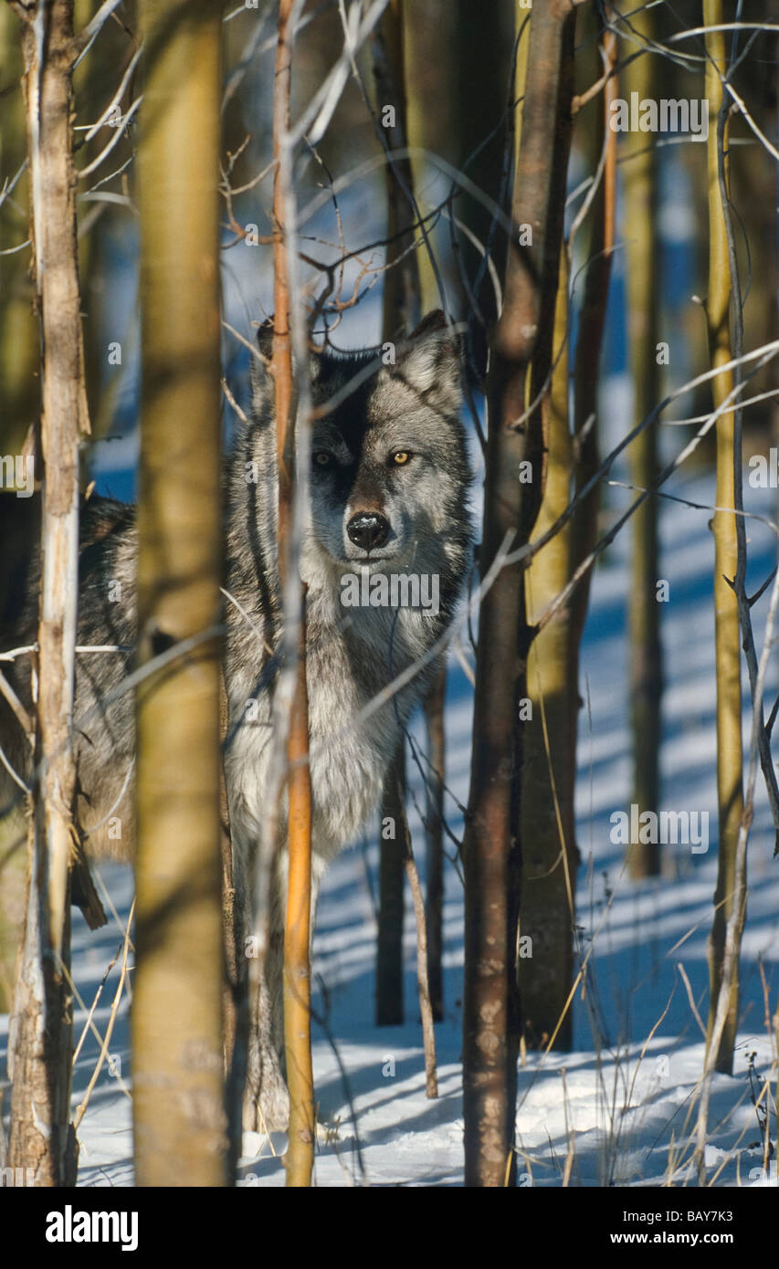 Wolf behind tree -Fotos und -Bildmaterial in hoher Auflösung – Alamy
