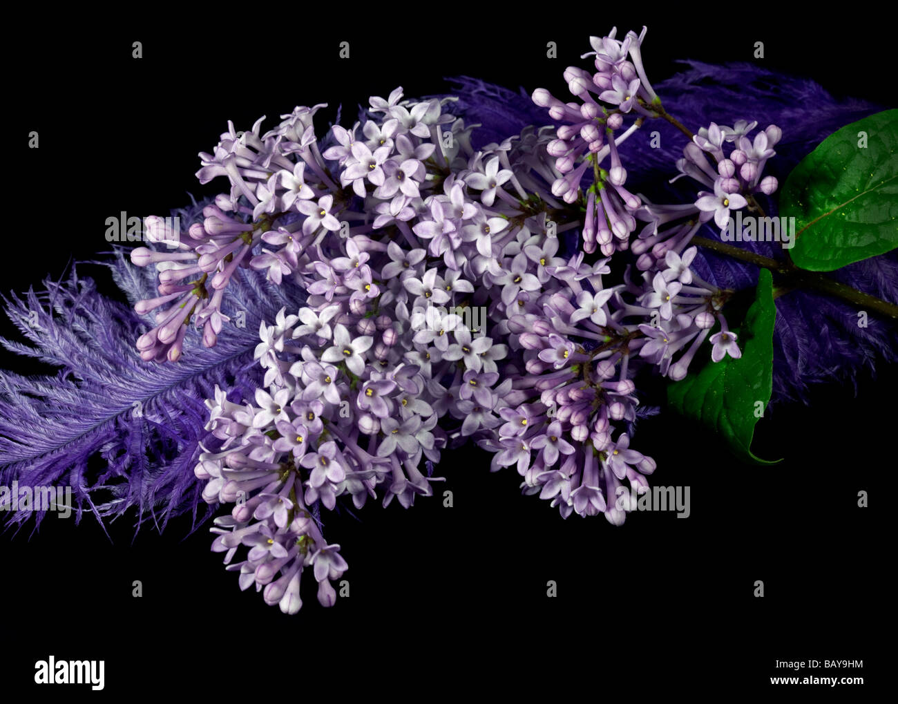 Syringa josikea Stockfotos und -bilder Kaufen - Alamy