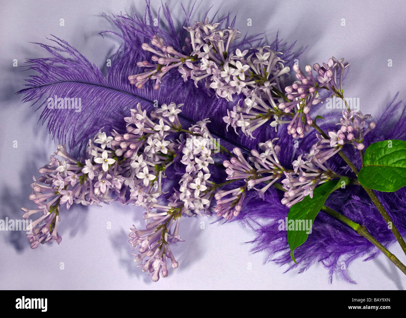 Syringa josikea Stockfotos und -bilder Kaufen - Alamy