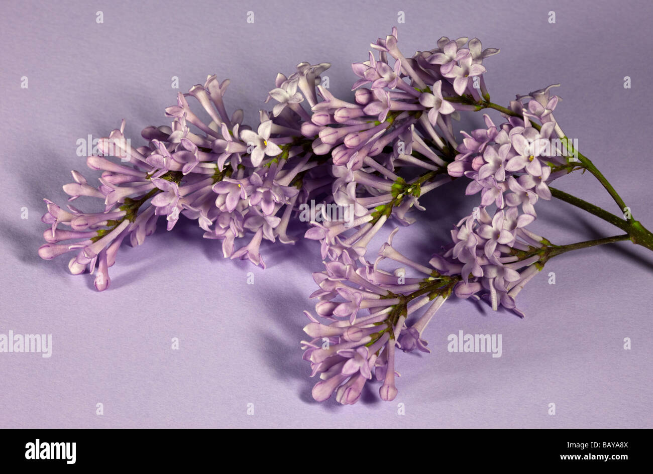 Syringa josikea Stockfotos und -bilder Kaufen - Alamy