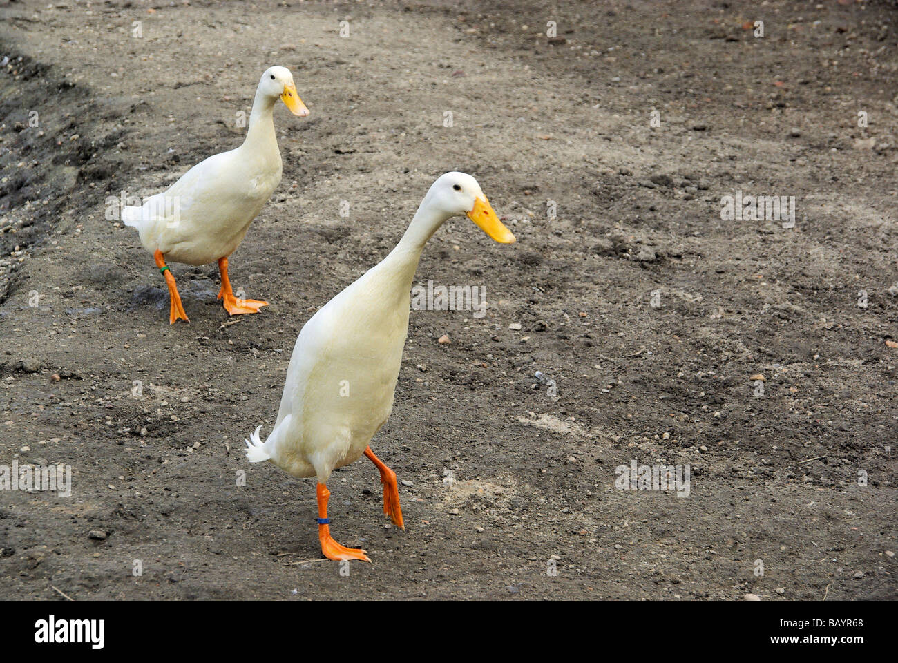 Indische läufte -Fotos und -Bildmaterial in hoher Auflösung – Alamy