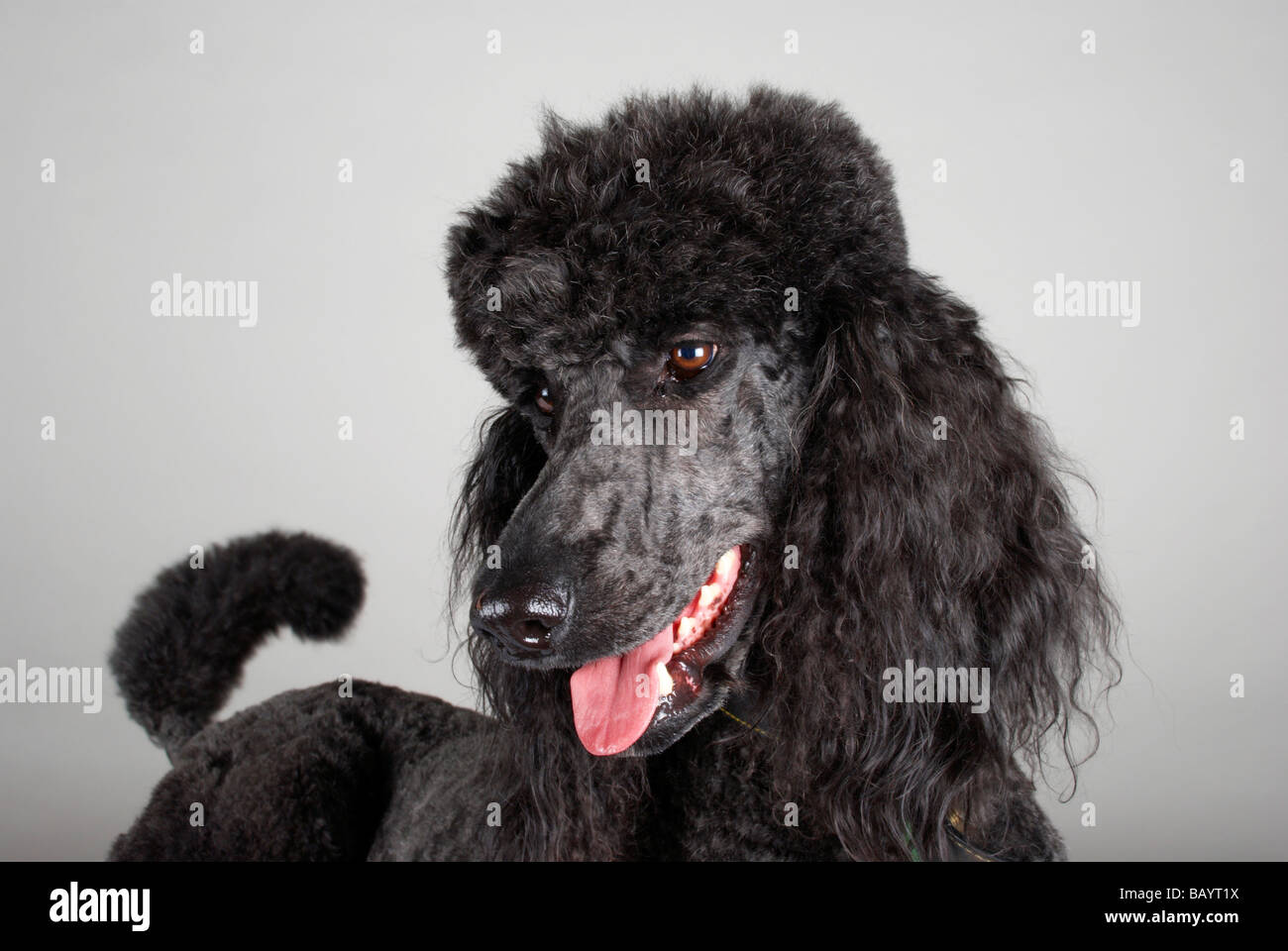 Schwarzer Pudel Stockfotos und -bilder Kaufen - Alamy