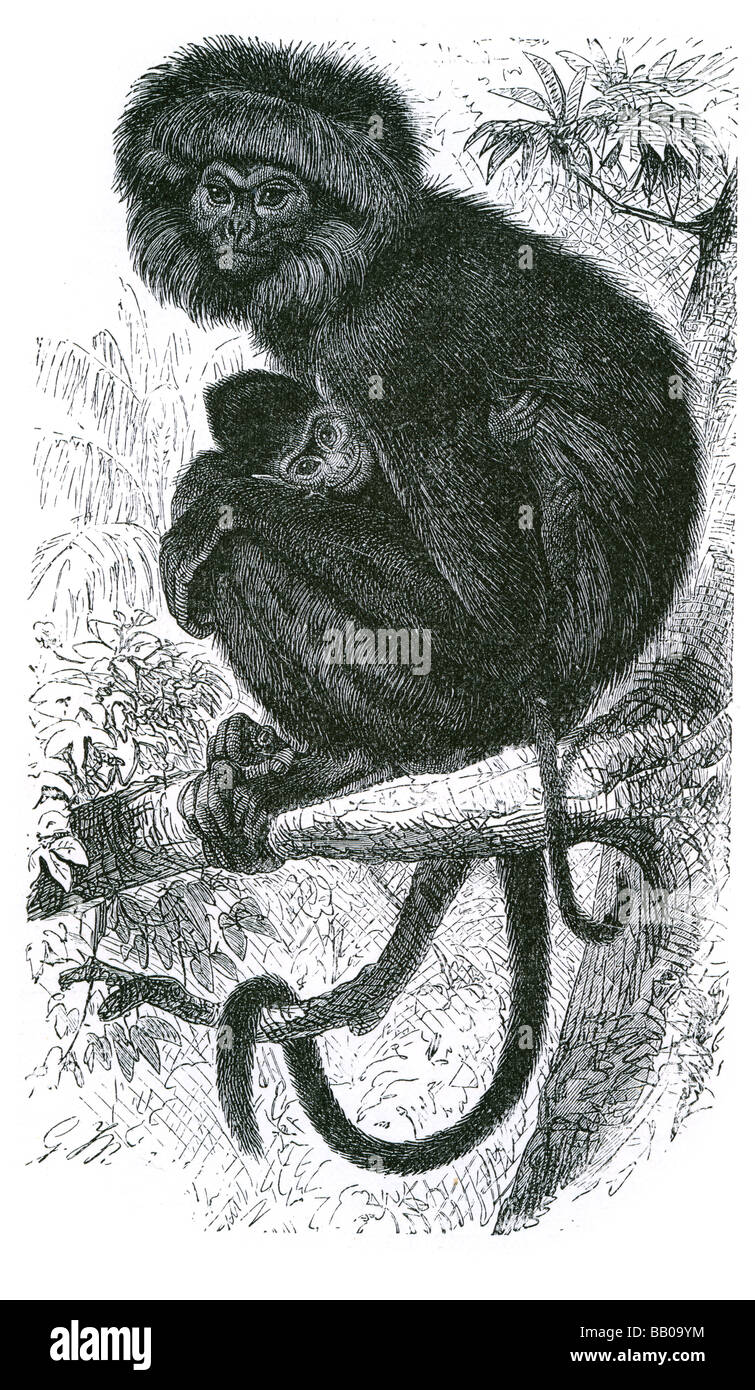 Cercopithecoid affe -Fotos und -Bildmaterial in hoher Auflösung – Alamy