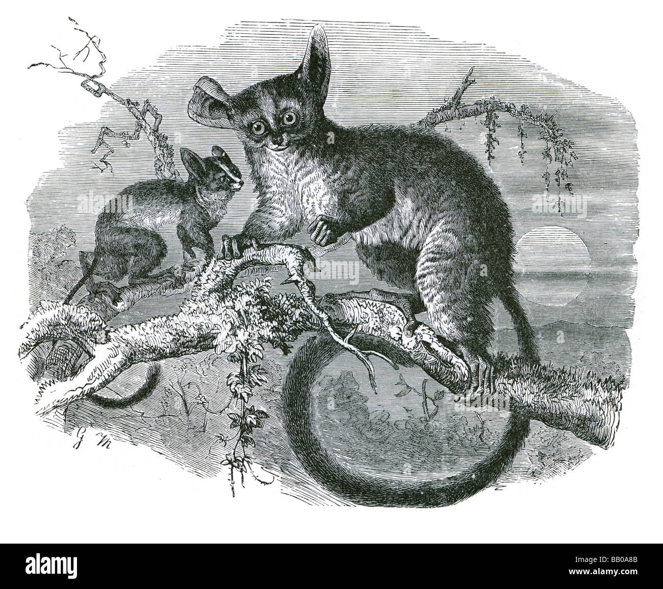 Senegal bush baby -Fotos und -Bildmaterial in hoher Auflösung – Alamy