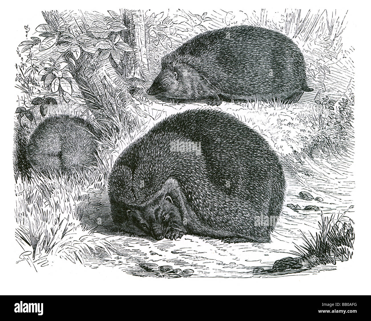 Rare hedgehog -Fotos und -Bildmaterial in hoher Auflösung – Alamy