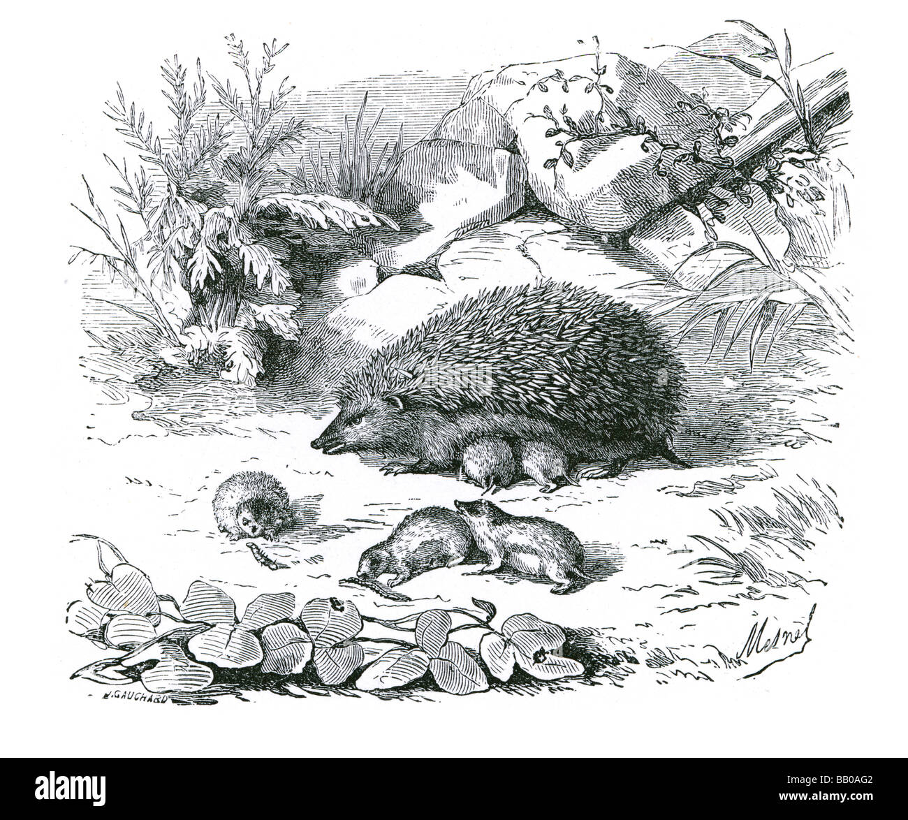 Rare hedgehog -Fotos und -Bildmaterial in hoher Auflösung – Alamy
