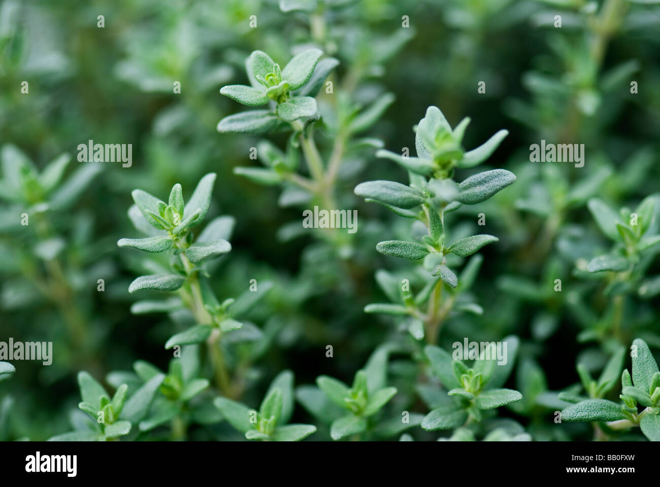 Thymian pflanze -Fotos und -Bildmaterial in hoher Auflösung – Alamy