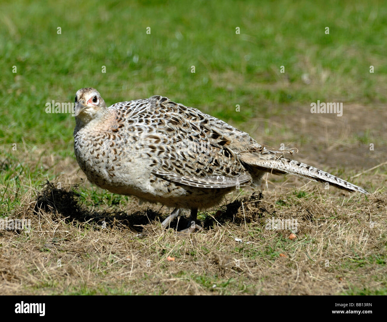 Braune Henne Im Feld Stockfotos und -bilder Kaufen - Alamy