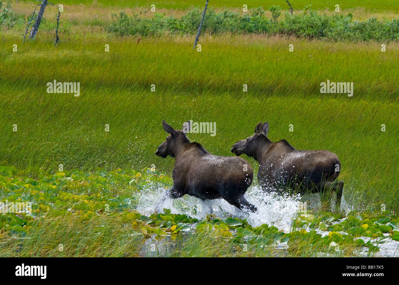 Zwei elche -Fotos und -Bildmaterial in hoher Auflösung – Alamy