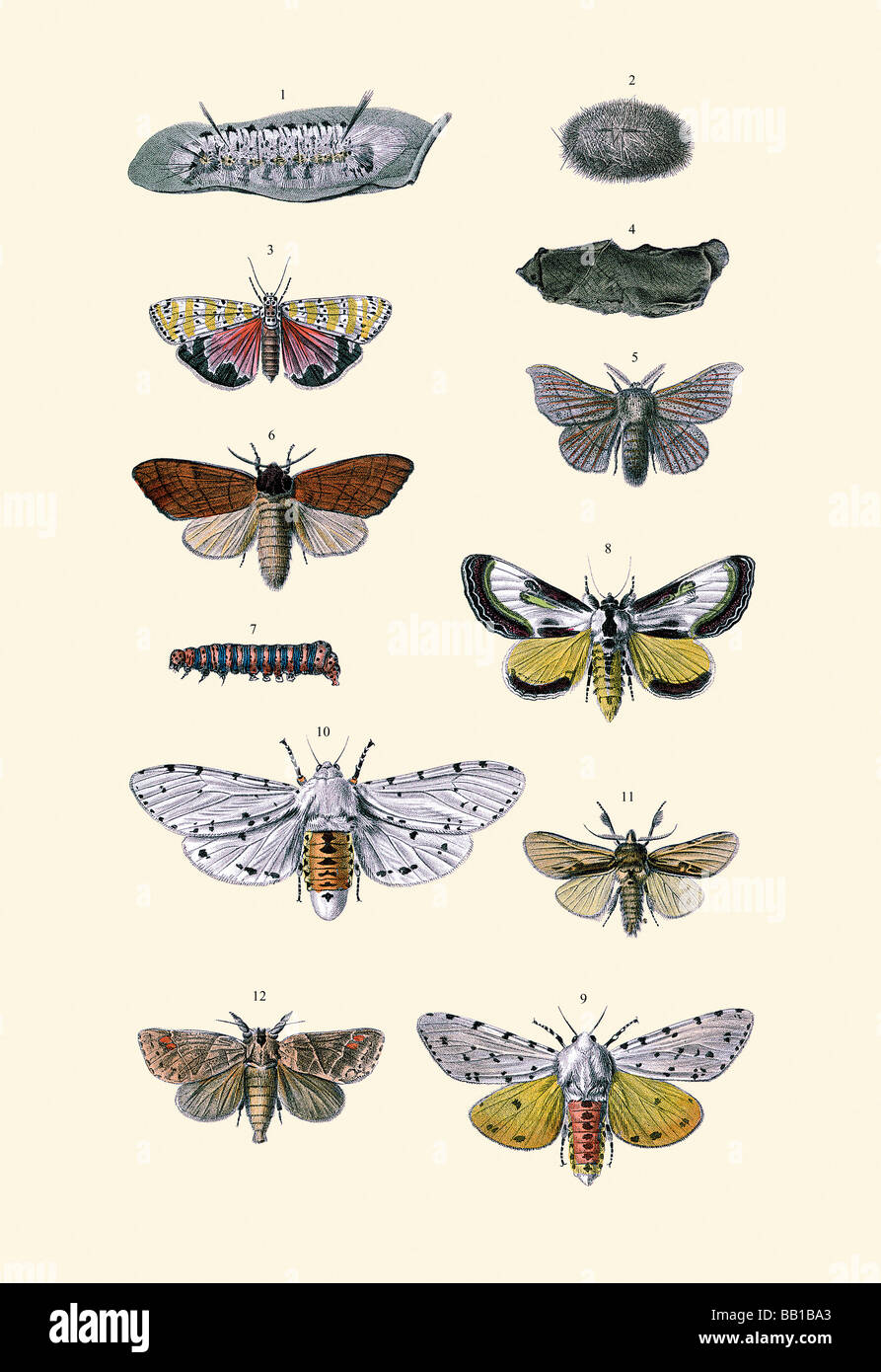 Insects insecta -Fotos und -Bildmaterial in hoher Auflösung – Alamy