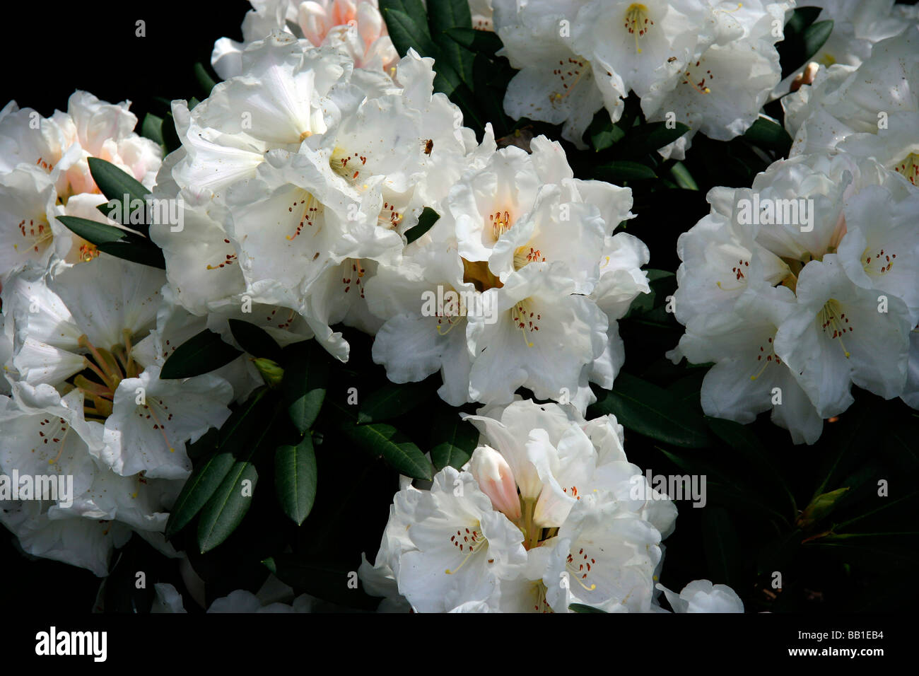 Senator henry jackson -Fotos und -Bildmaterial in hoher Auflösung – Alamy