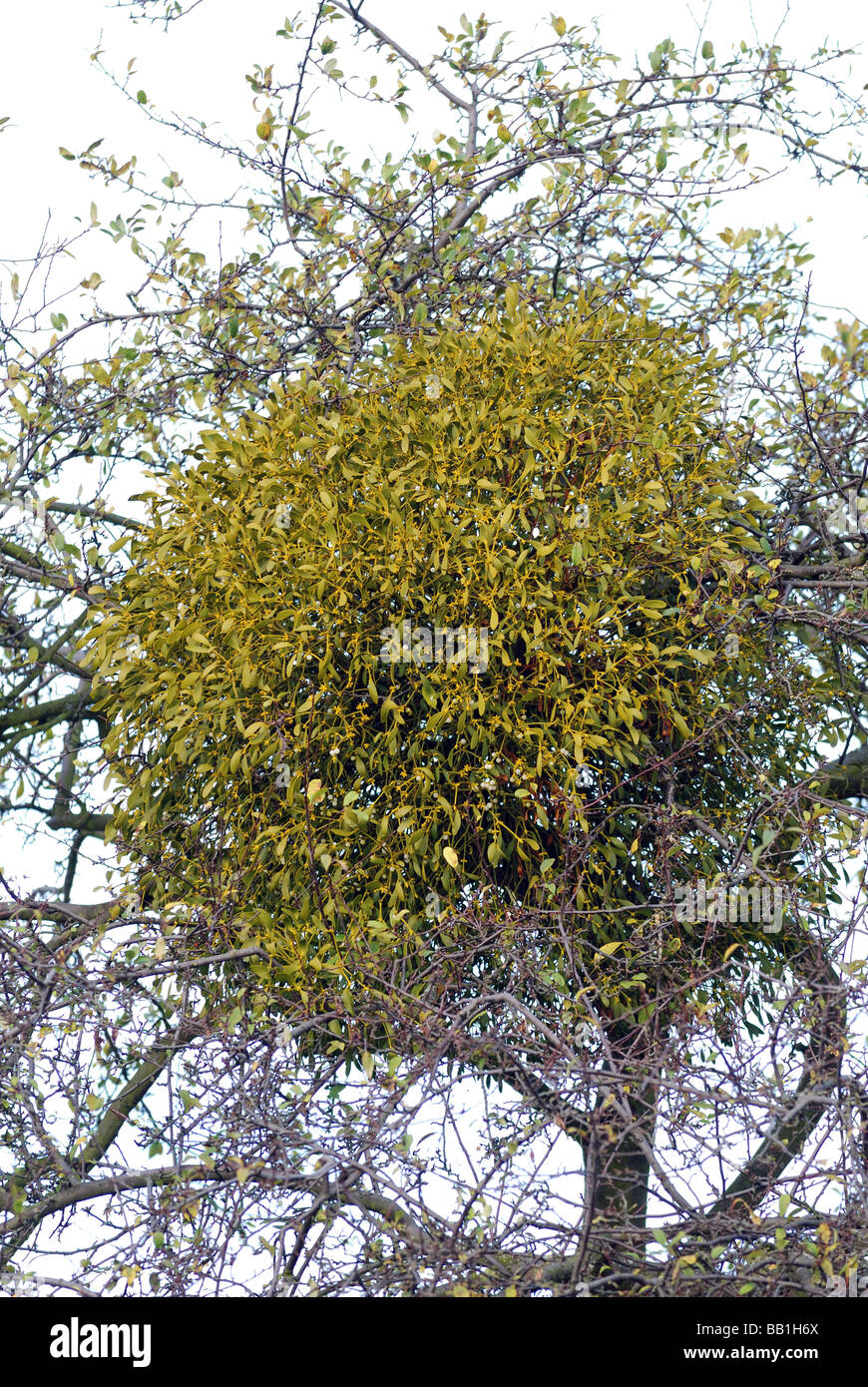 MISTEL WÄCHST IM BAUM AUF STREET IN LONDON Stockfotografie - Alamy