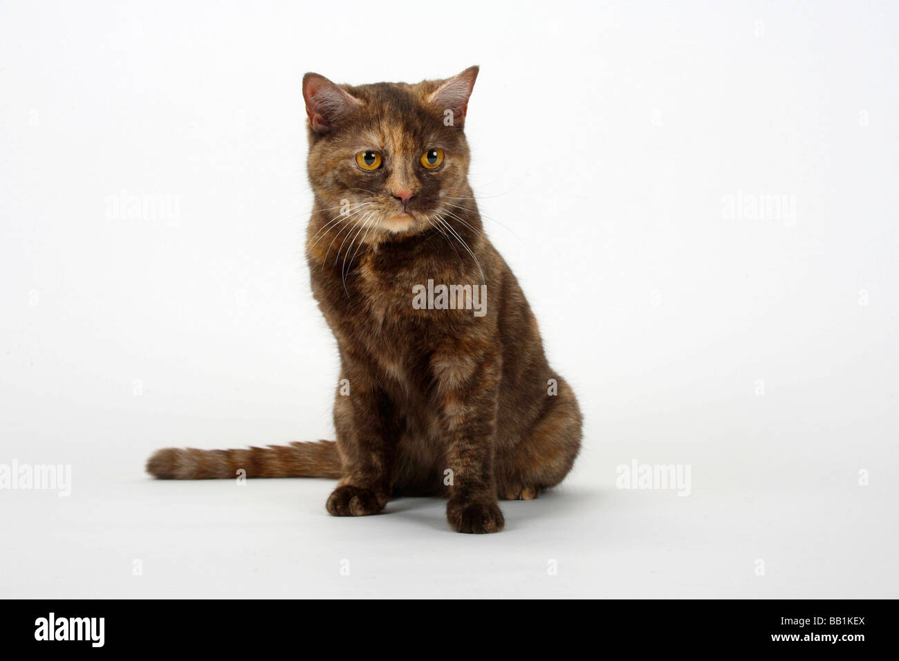 Schokolade britisch kurzhaar hauskatze -Fotos und -Bildmaterial in ...