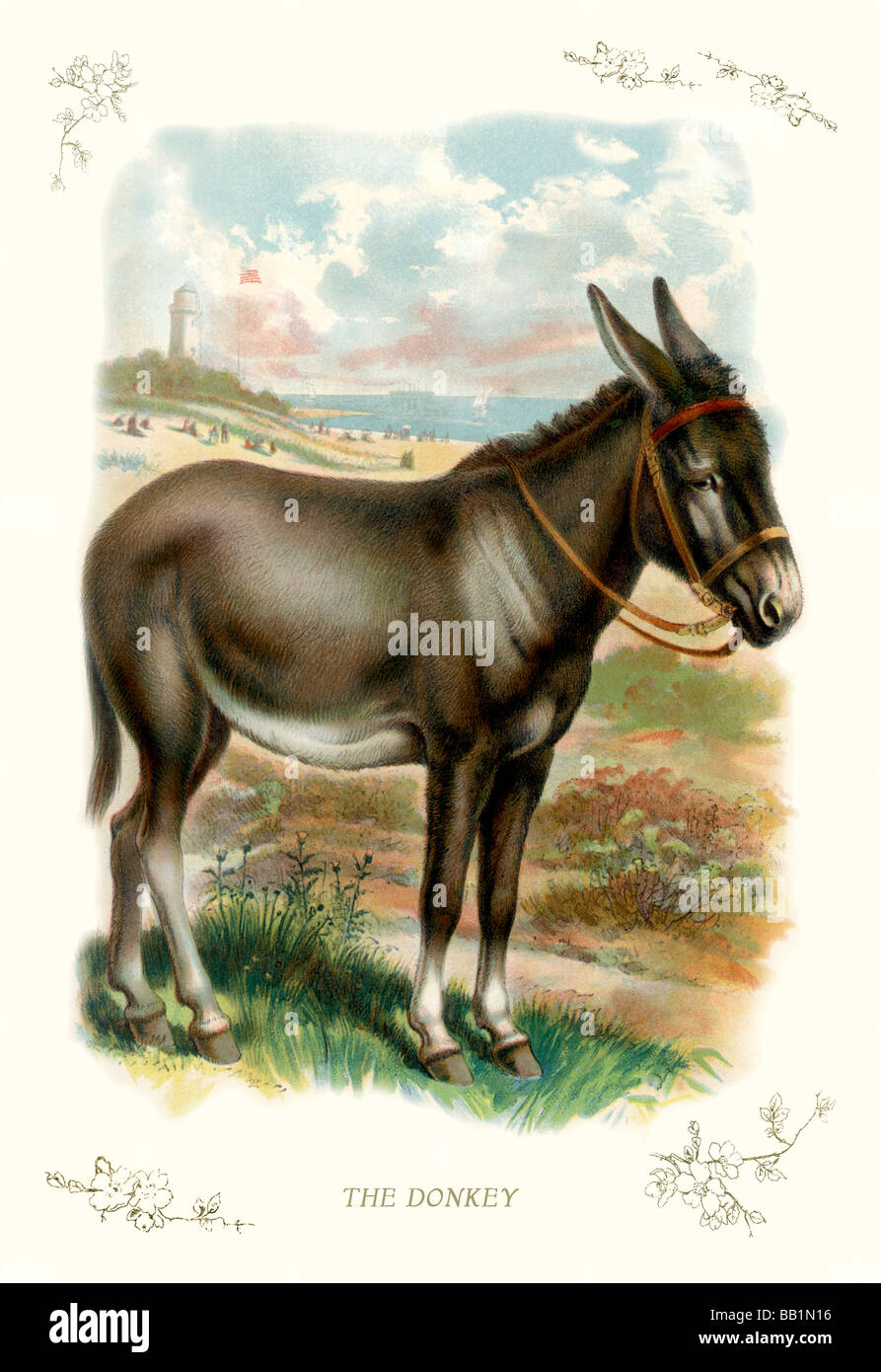 Esel bild -Fotos und -Bildmaterial in hoher Auflösung – Alamy
