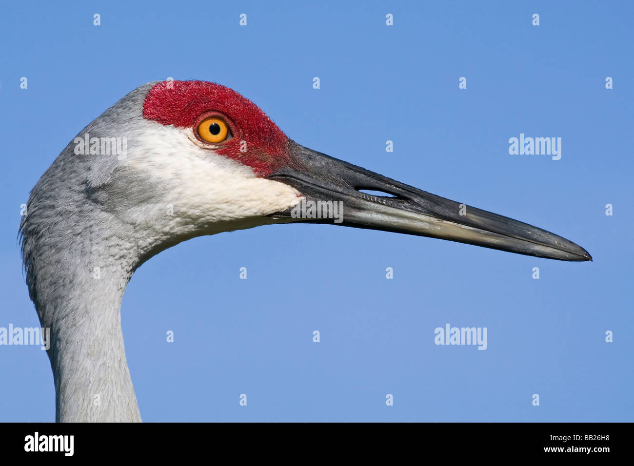 Kranich auge -Fotos und -Bildmaterial in hoher Auflösung – Alamy