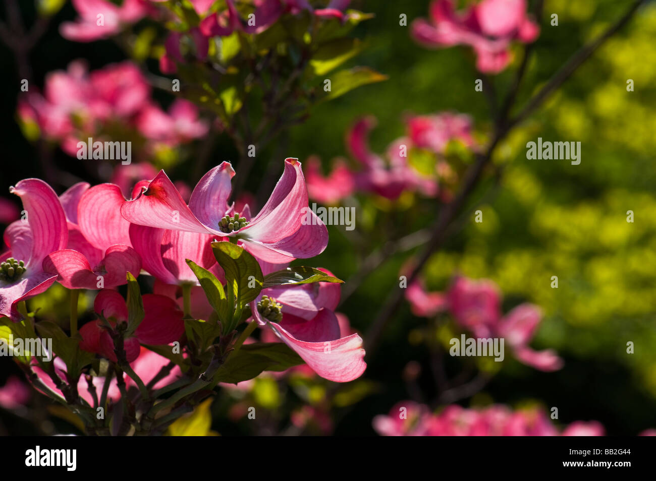 Cornus florida l -Fotos und -Bildmaterial in hoher Auflösung – Alamy