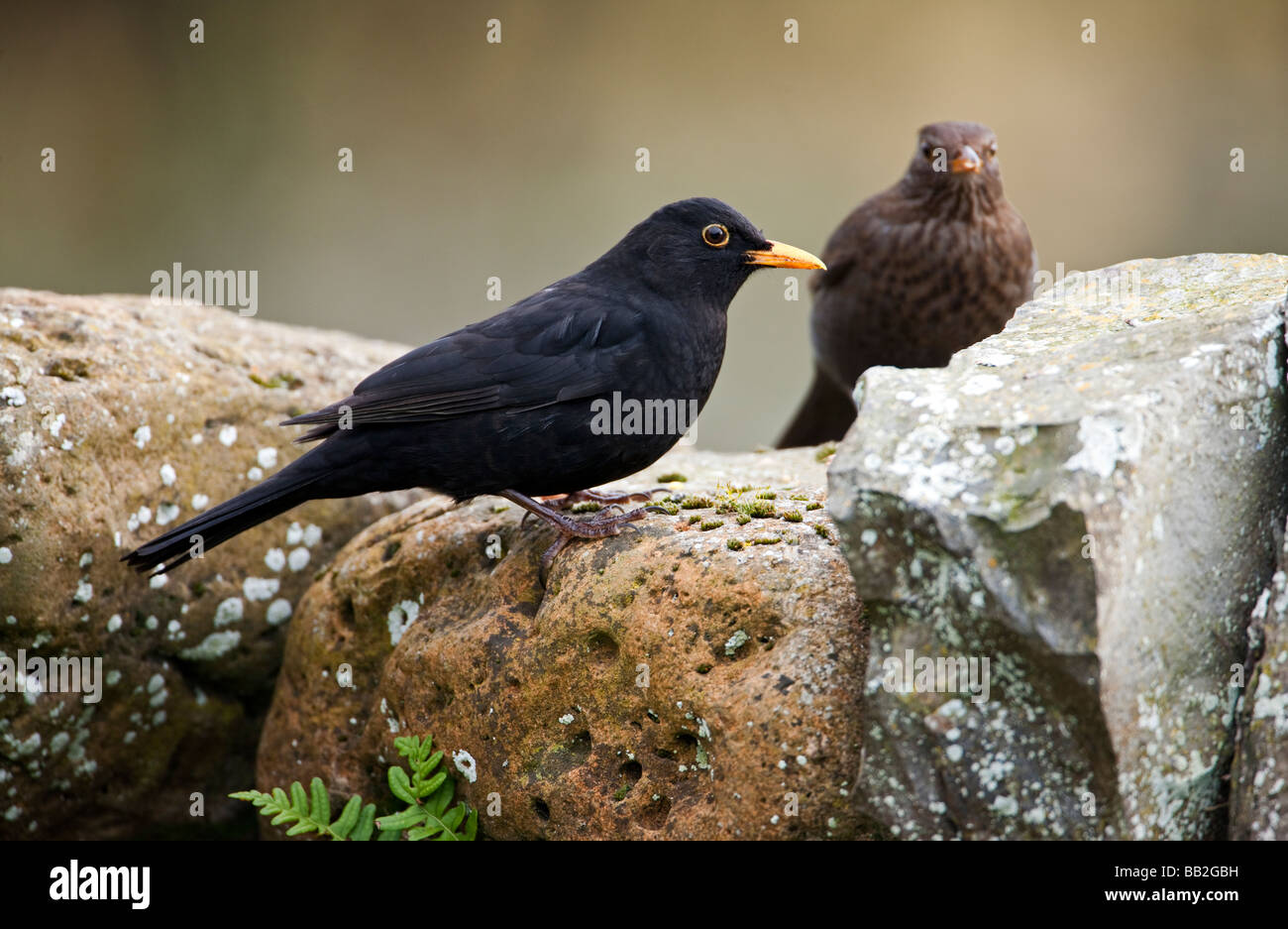 Turdus Merula Stockfotos & Turdus Merula Bilder - Alamy