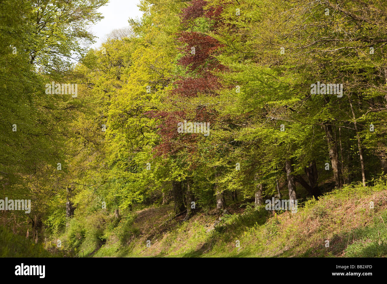 Gemischter laubwald -Fotos und -Bildmaterial in hoher Auflösung – Alamy