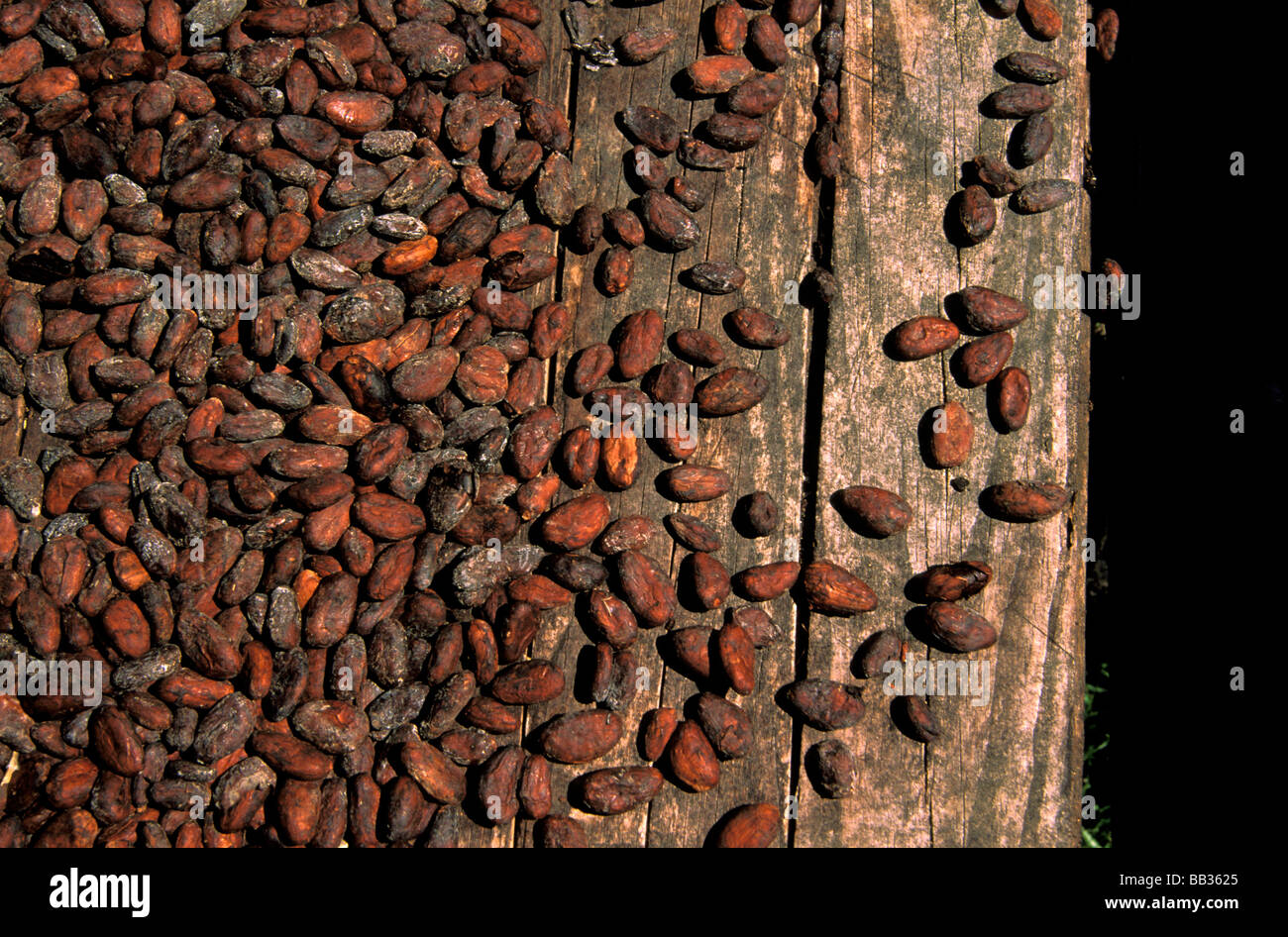 Karibik, St. Lucia, Soufriere. Kakaobohnen aus einer Plantage ...
