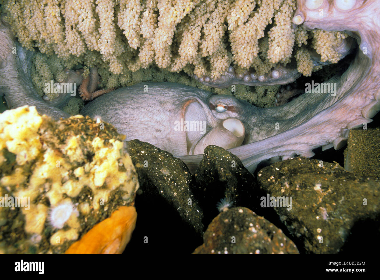 Pacific northwest giant pacific octopus -Fotos und -Bildmaterial in ...