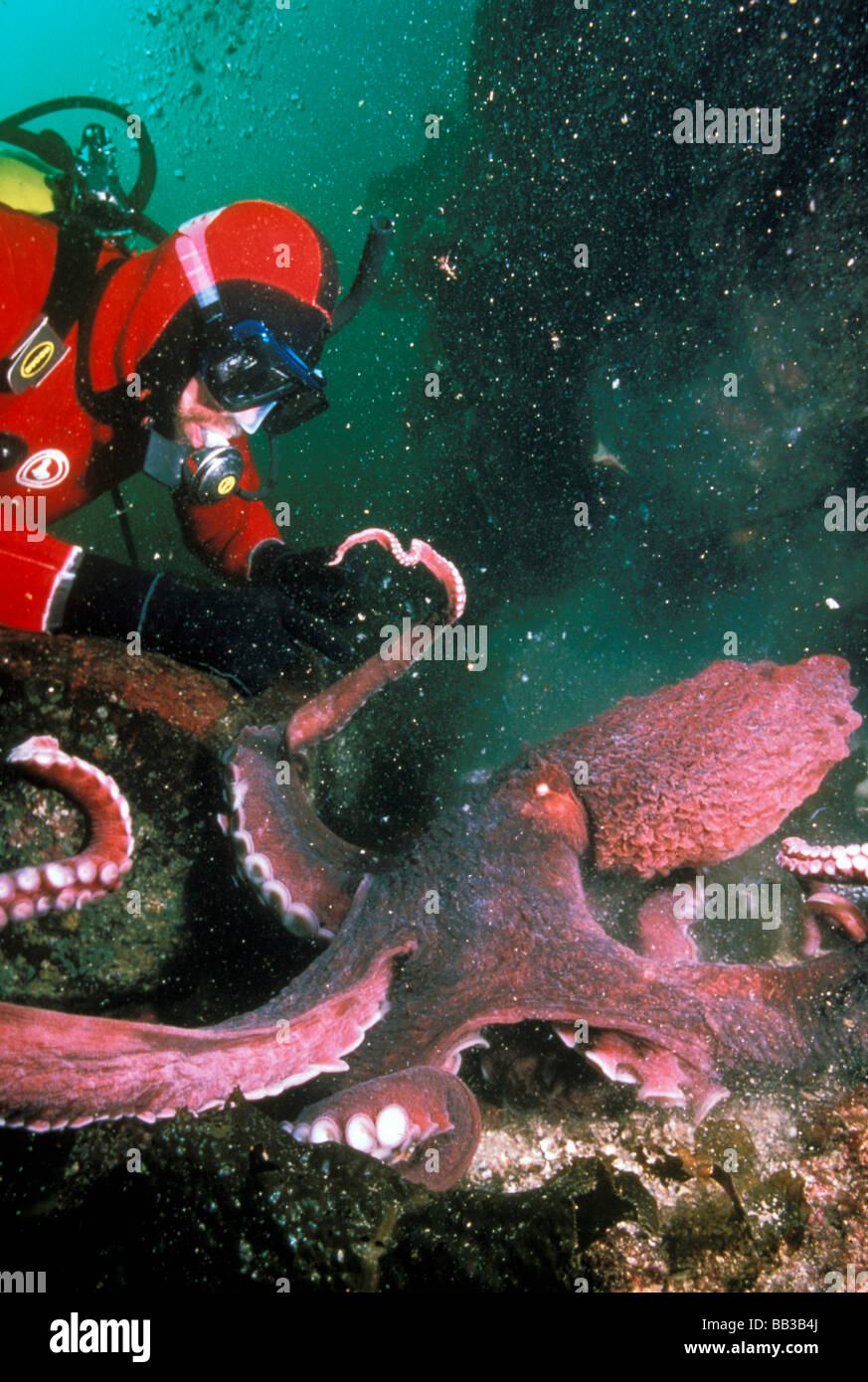 Pacific northwest giant pacific octopus -Fotos und -Bildmaterial in ...