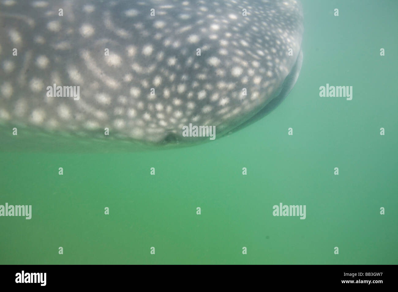 Nase detail -Fotos und -Bildmaterial in hoher Auflösung – Alamy