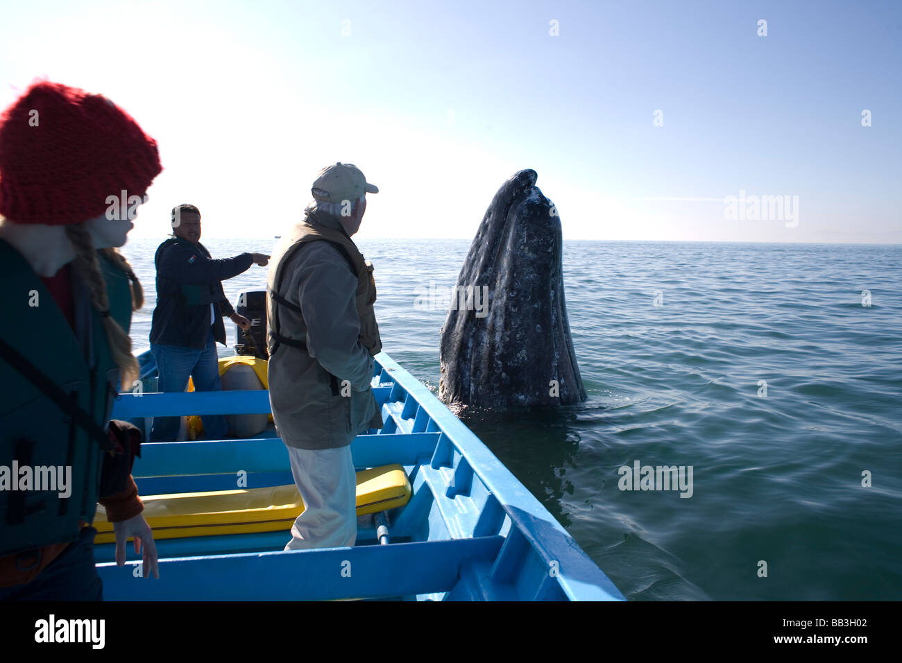 Seepocken auf wal -Fotos und -Bildmaterial in hoher Auflösung – Alamy