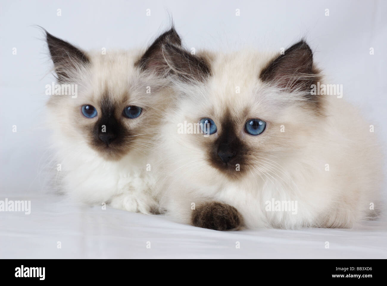 Zwei Neva Masquerade Kätzchen (AKA Colorpoint sibirische Waldkatze ...