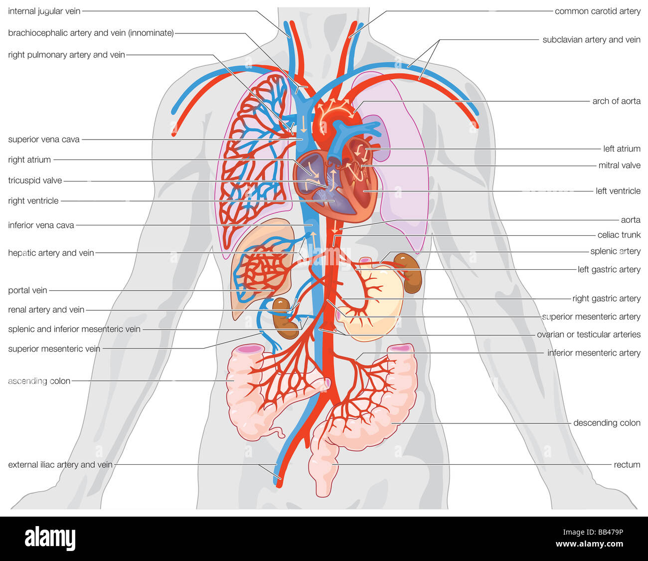 Menschlichen arteriellen Versorgung und venösen Abfluss der Organe ...