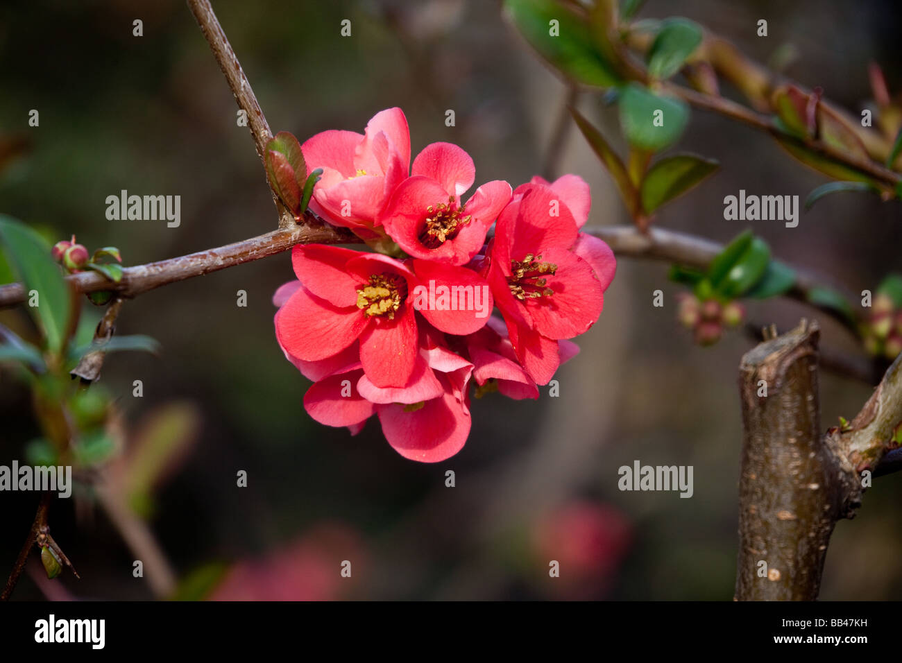 Japanische zierquitte -Fotos und -Bildmaterial in hoher Auflösung – Alamy
