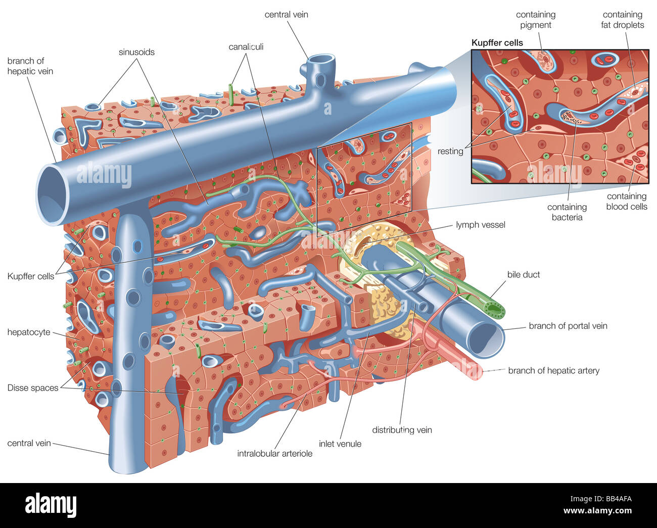 Digestive system diagram -Fotos und -Bildmaterial in hoher Auflösung ...