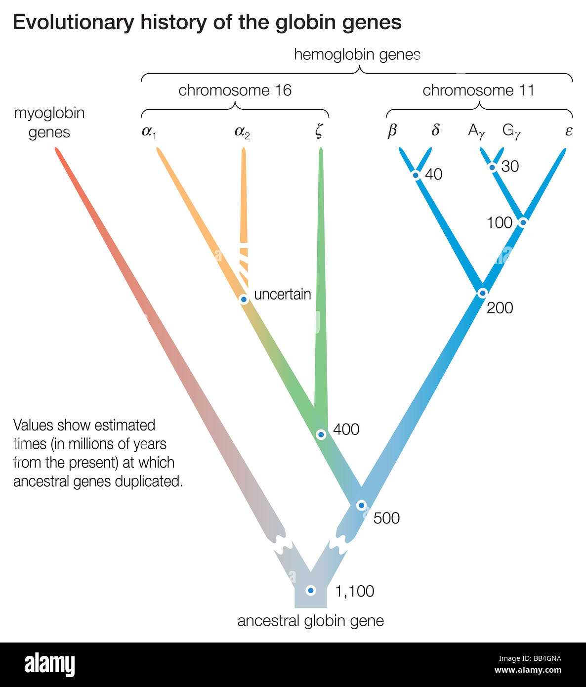 Entstehungsgeschichte der Globin-Gene. Die Punkte kennzeichnen die ...