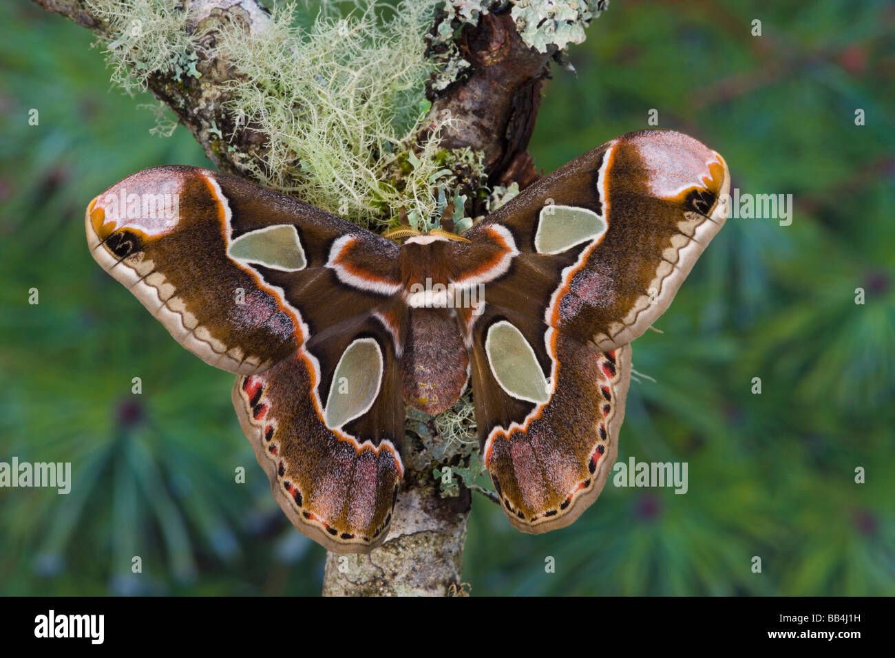 Rothschildia lebeau -Fotos und -Bildmaterial in hoher Auflösung – Alamy