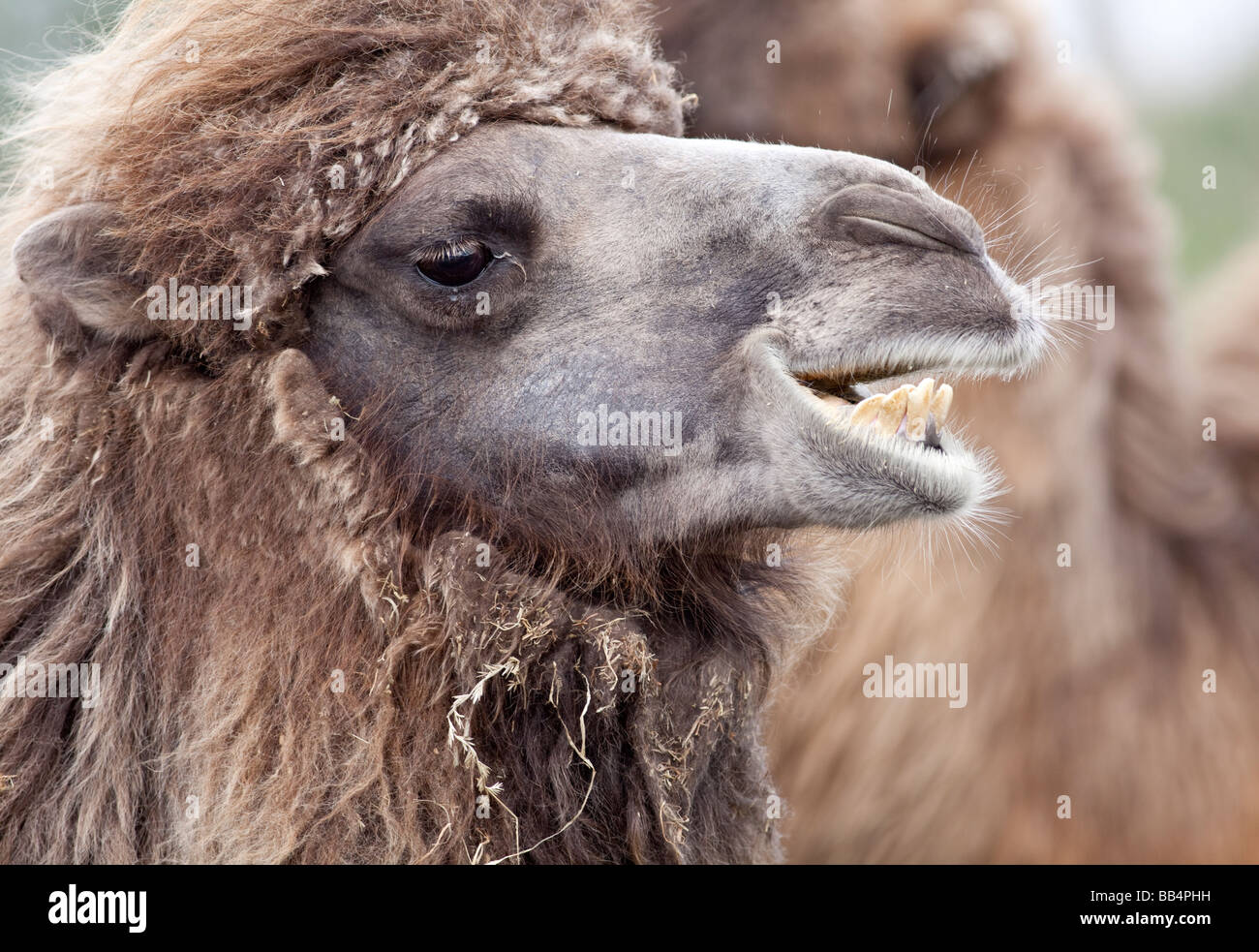 Camel tooth -Fotos und -Bildmaterial in hoher Auflösung – Alamy