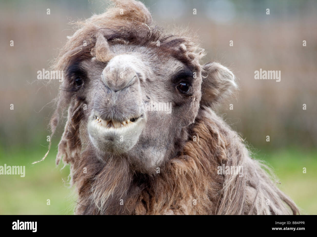 Camel tooth -Fotos und -Bildmaterial in hoher Auflösung – Alamy