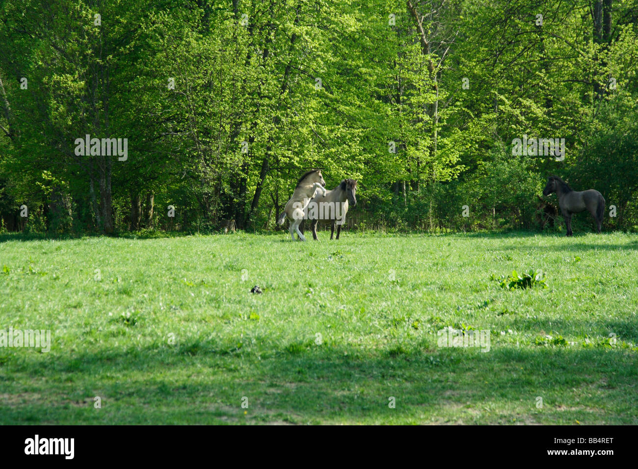 Polnische ponyrasse -Fotos und -Bildmaterial in hoher Auflösung – Alamy