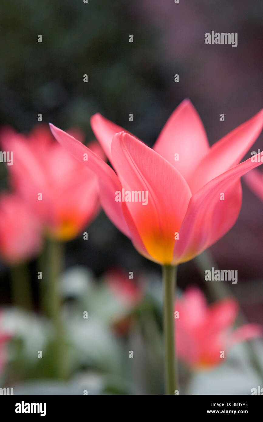 Gelbe Tulpe Rot Stockfotos und -bilder Kaufen - Alamy