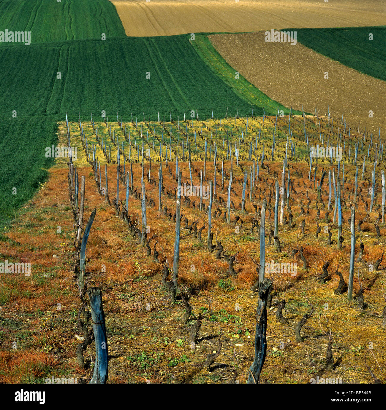 Geschnittene reben -Fotos und -Bildmaterial in hoher Auflösung – Alamy