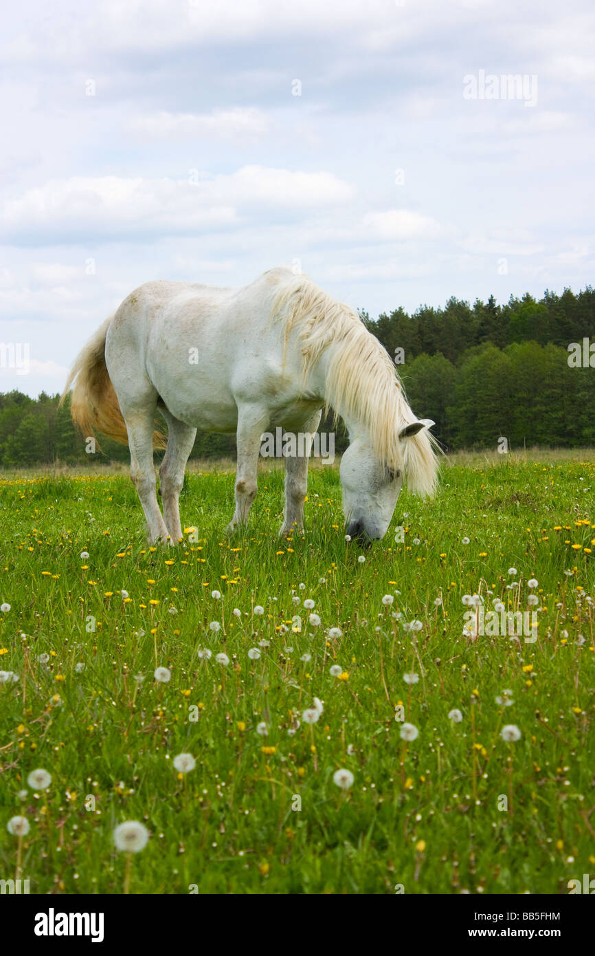 Weißes Pferd Stockfotos und -bilder Kaufen - Alamy