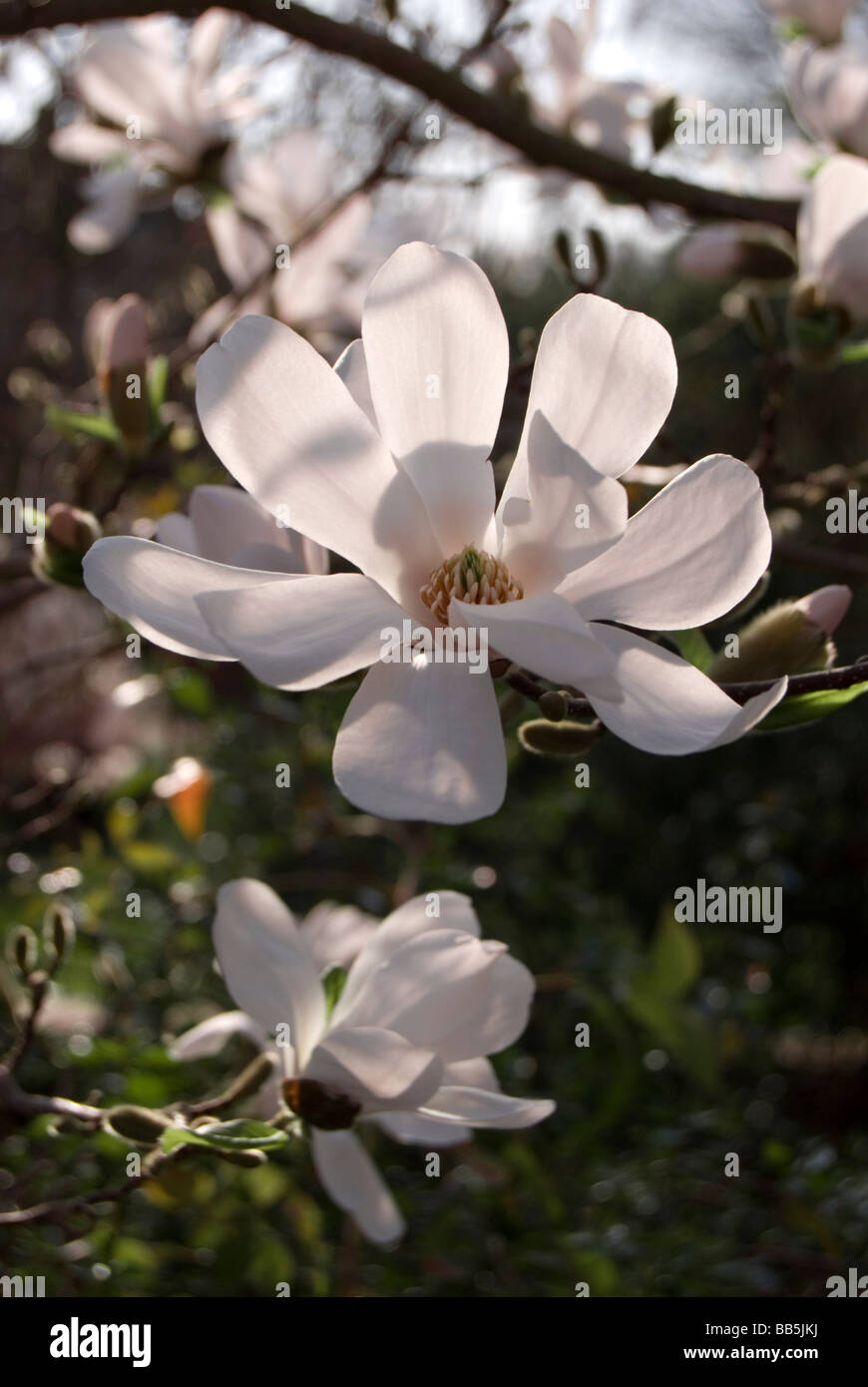 Magnolie x loebneri merrill -Fotos und -Bildmaterial in hoher Auflösung ...