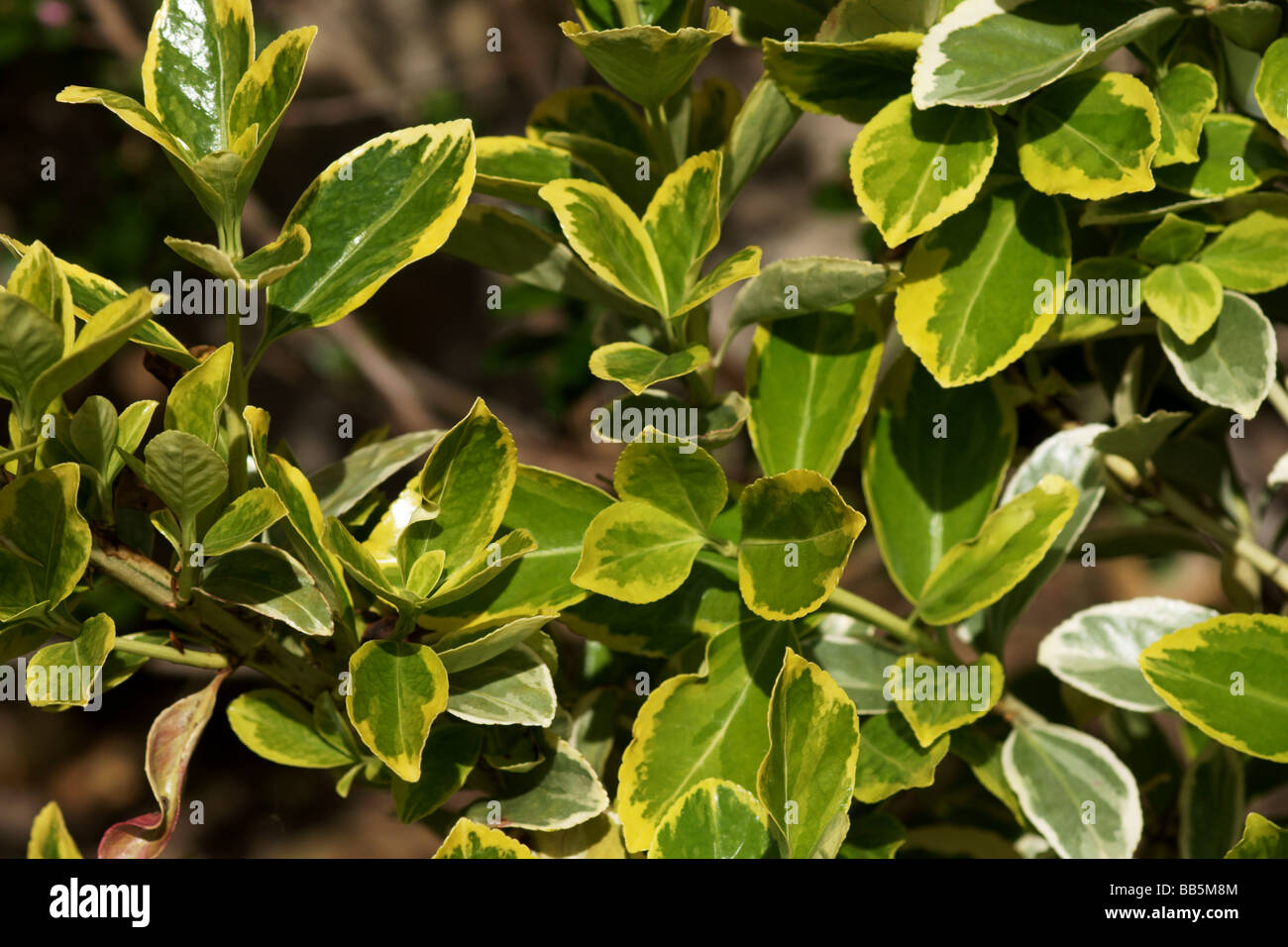 Euonymus sps -Fotos und -Bildmaterial in hoher Auflösung – Alamy