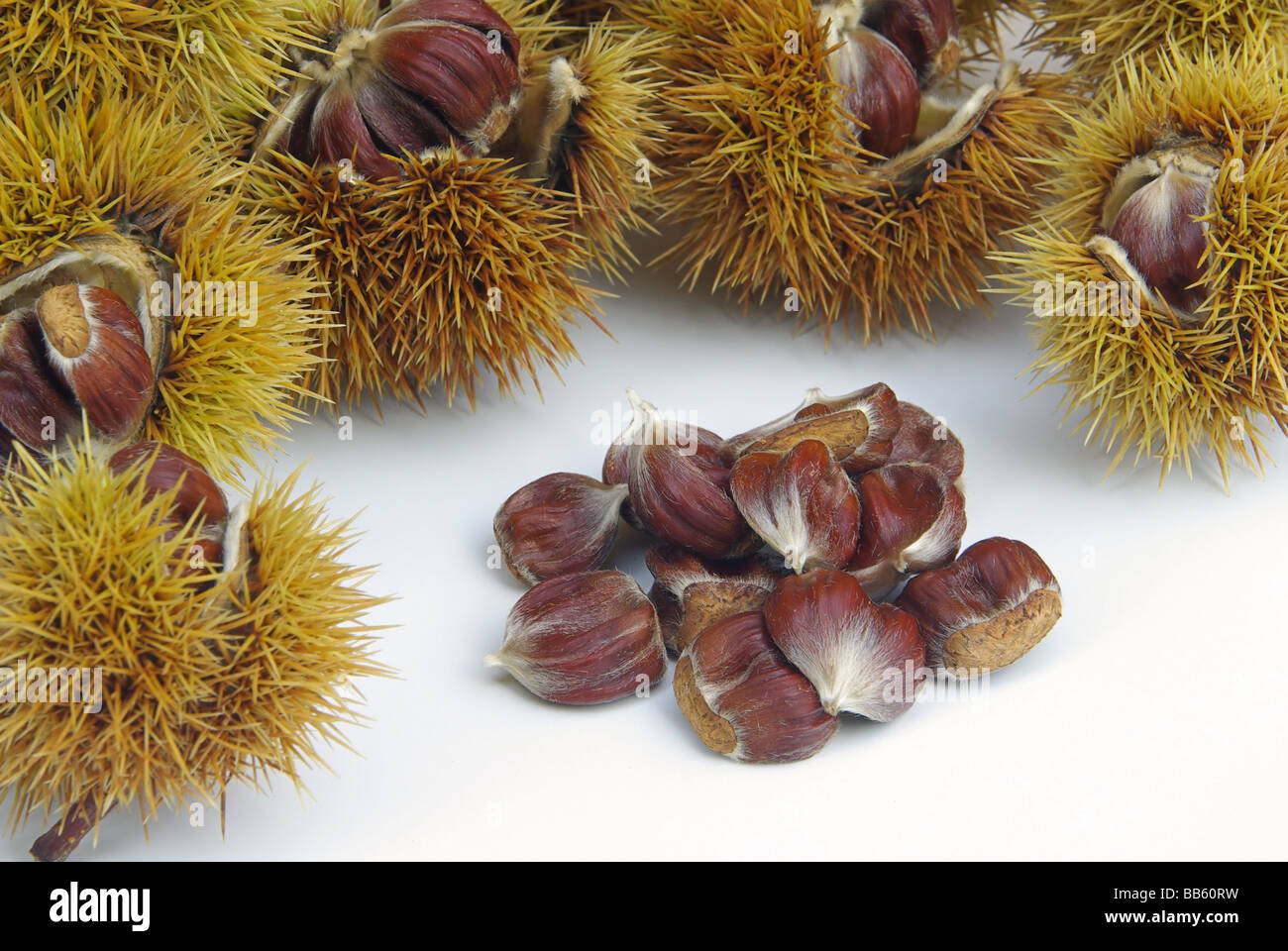 Castanea Sativa Edelkastanie Esskastanie Stockfotos und -bilder Kaufen ...