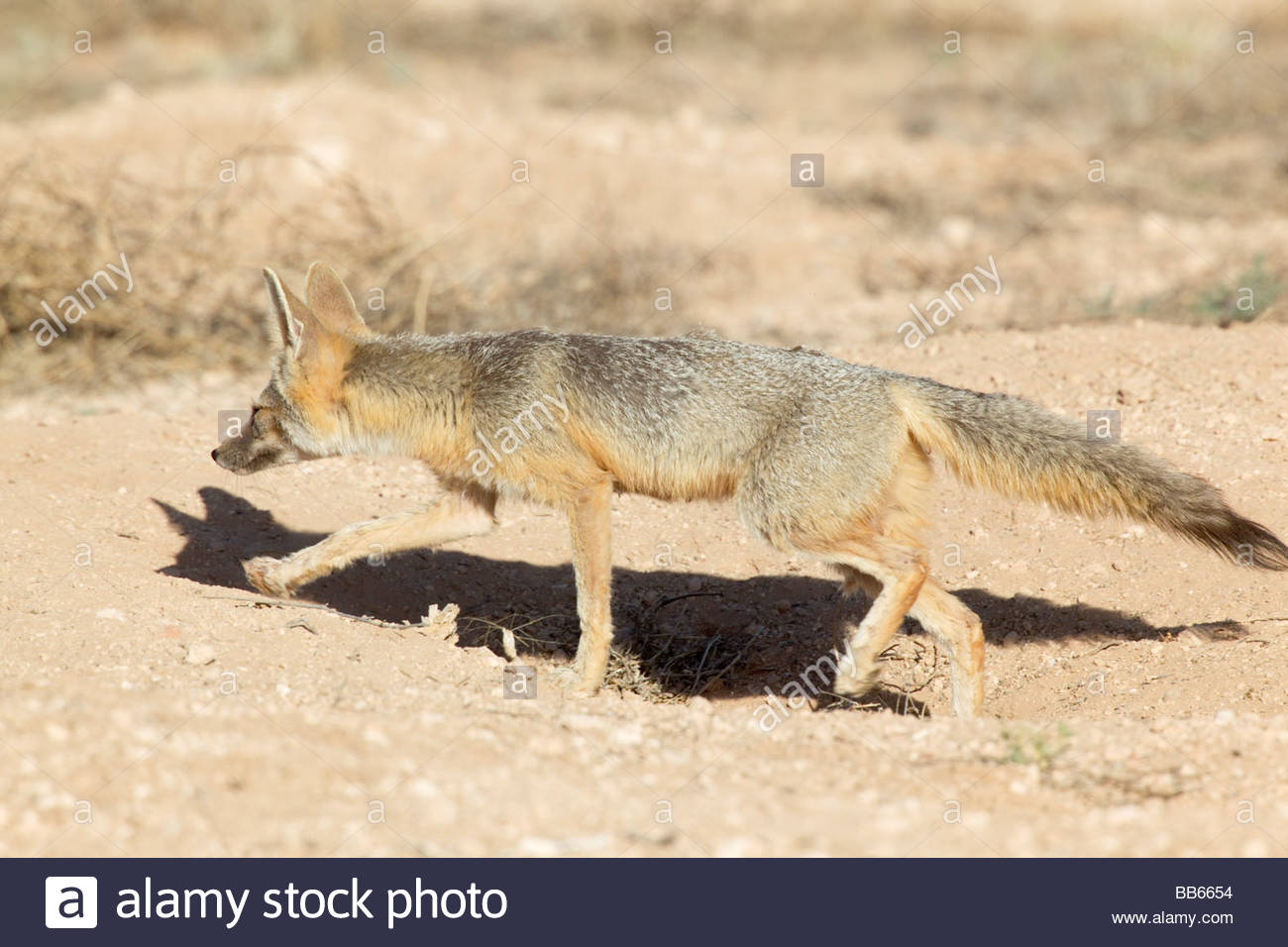 Rennender Fuchs Stockfotos und -bilder Kaufen - Alamy