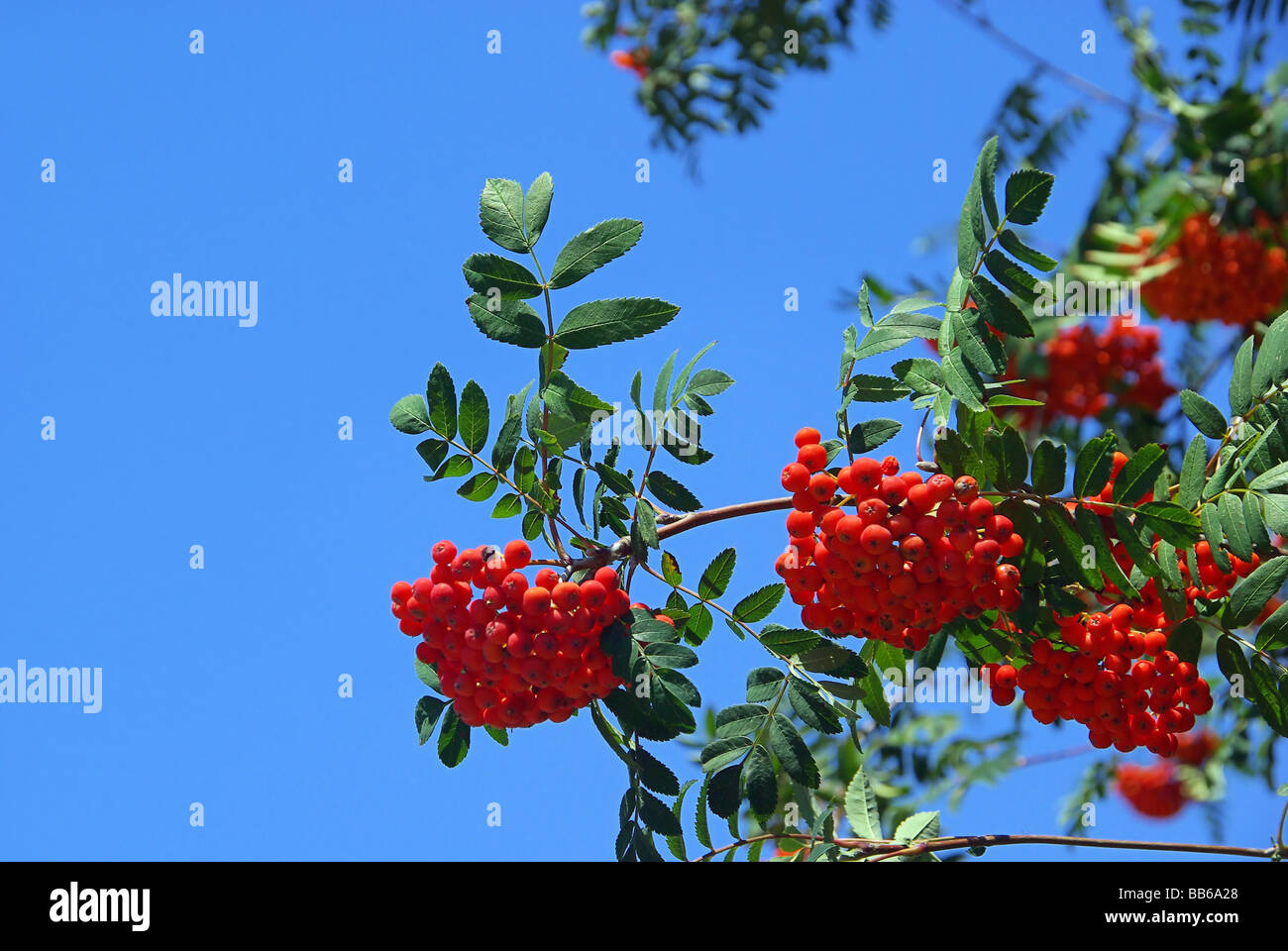 Sorbus aucuparia eberesche Stockfotos und -bilder Kaufen - Alamy