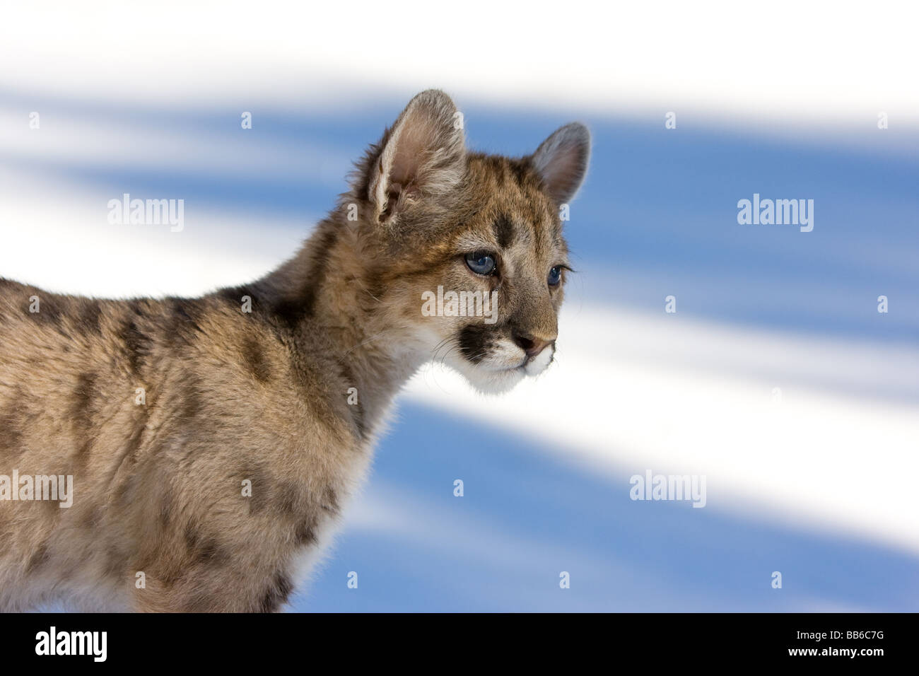 Cougar felis concolor juvenile -Fotos und -Bildmaterial in hoher ...