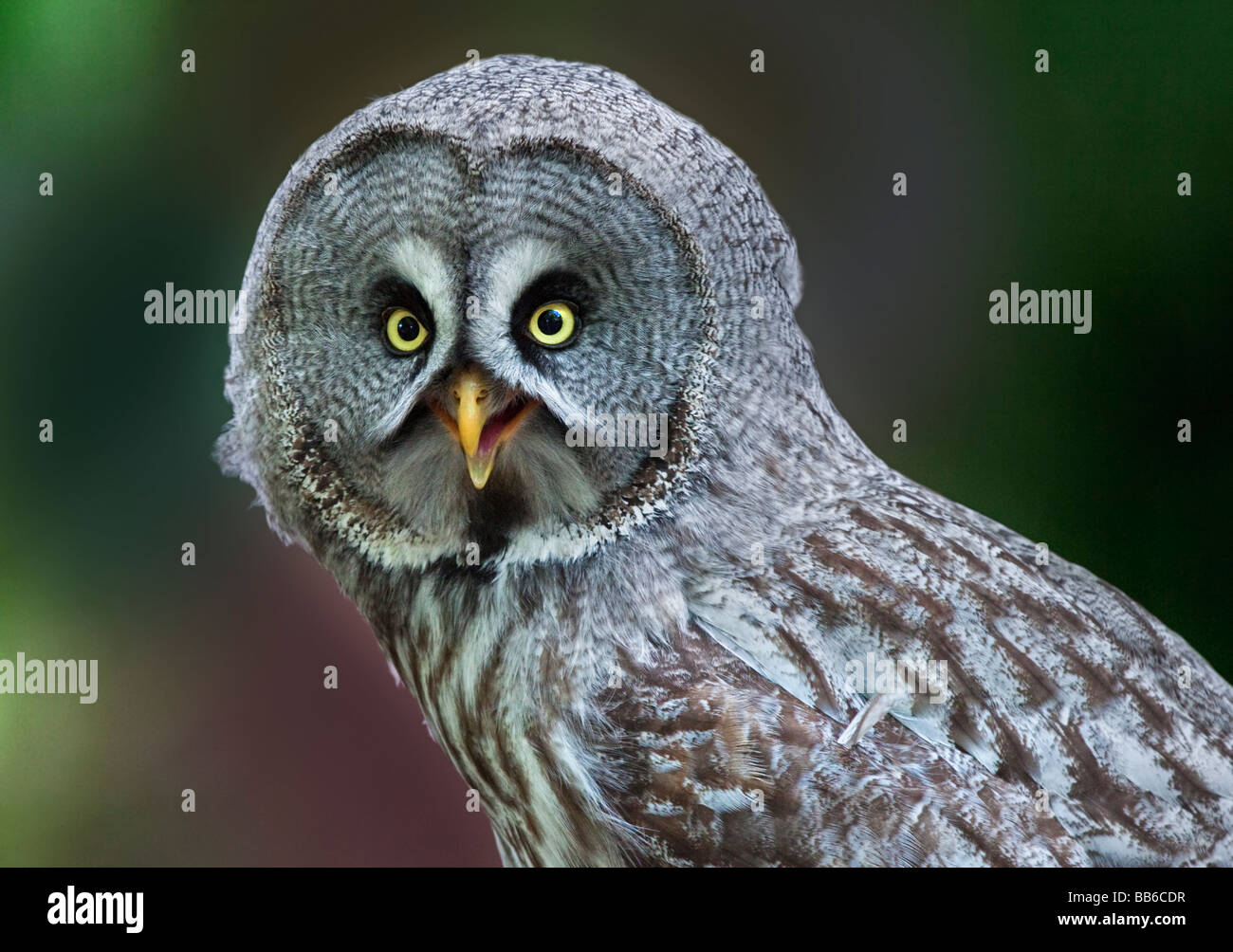 Tolle graue eulen -Fotos und -Bildmaterial in hoher Auflösung – Alamy