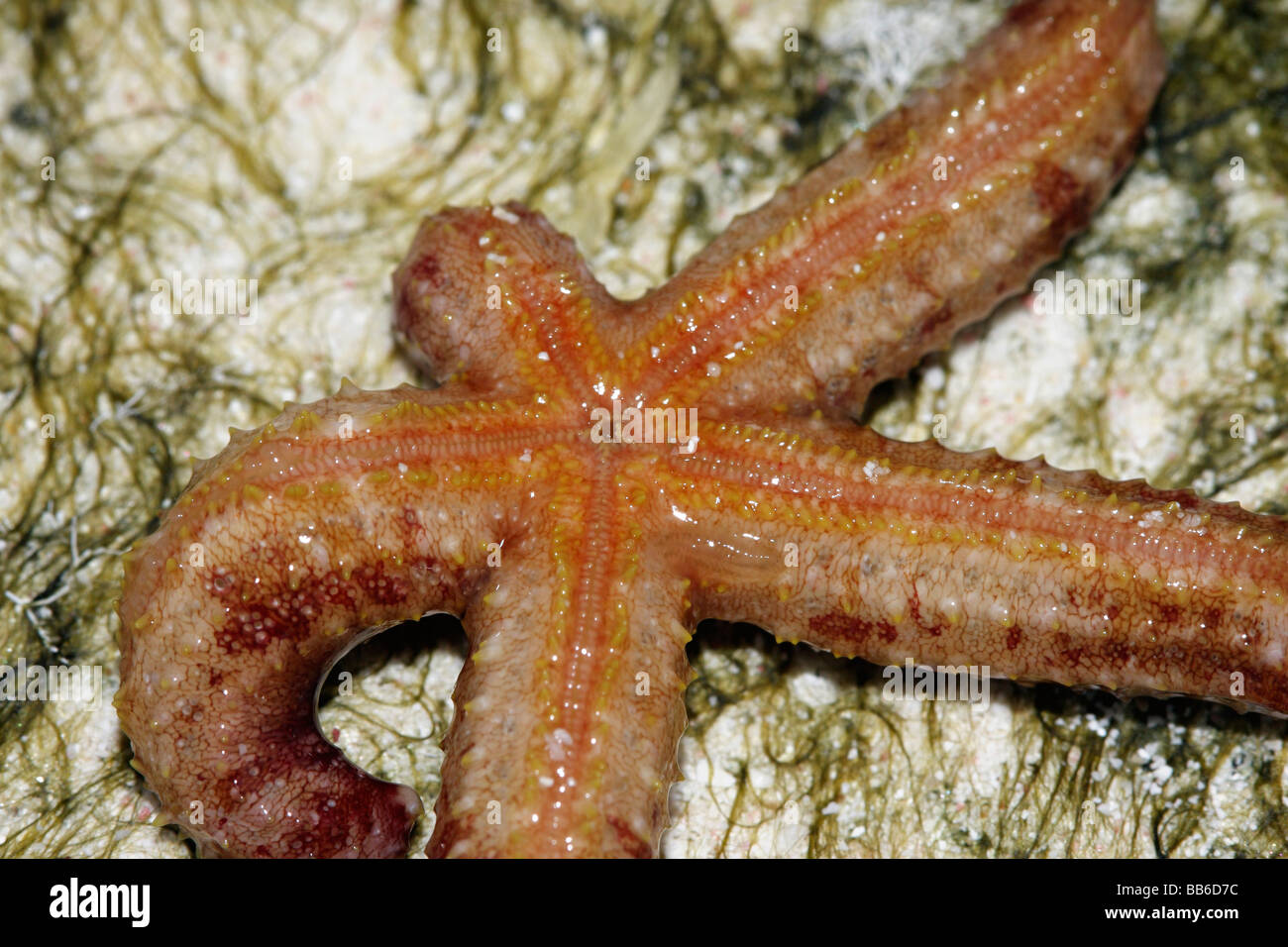 Seestern fisch -Fotos und -Bildmaterial in hoher Auflösung – Alamy