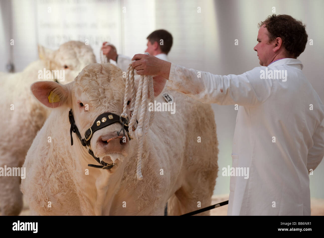 Charolais rinder auf der landwirtschaftsausstellung -Fotos und ...